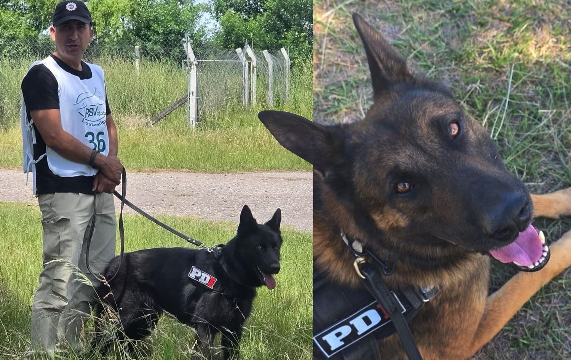 Bono y Black: perros de la PDI obtuvieron el primer y segundo puesto en ...